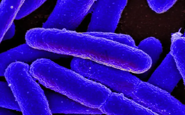 PMA REAL-TIME PCR BACTERIAL VIABILITY KIT - E. COLI (UIDA)