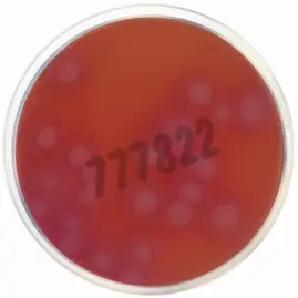 MILIEU DESHYDRATE GELOSE POUR BACILLUS CEREUS (MYP) ISO 7932:2004 x 500 ...